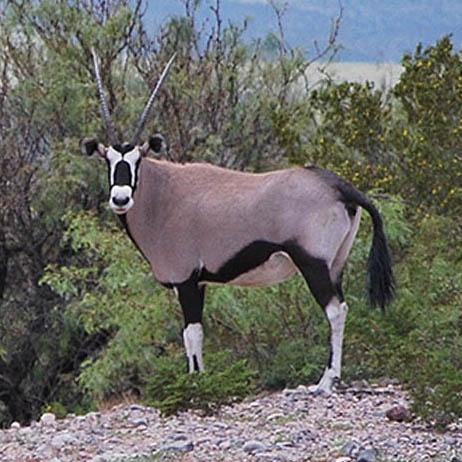 oryx – lonestartrailoutfitters.com